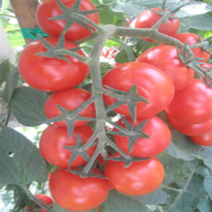 Paradajky divoké a odolné voči plesni nenáročné bohato rodiace